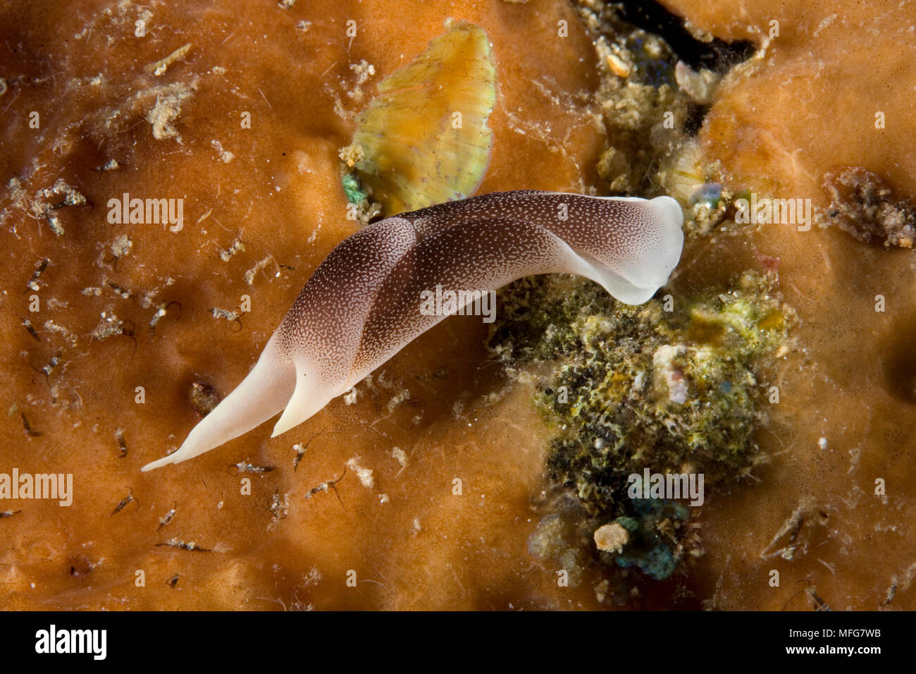 Headshield sea slug hi-res stock photography and images - Alamy