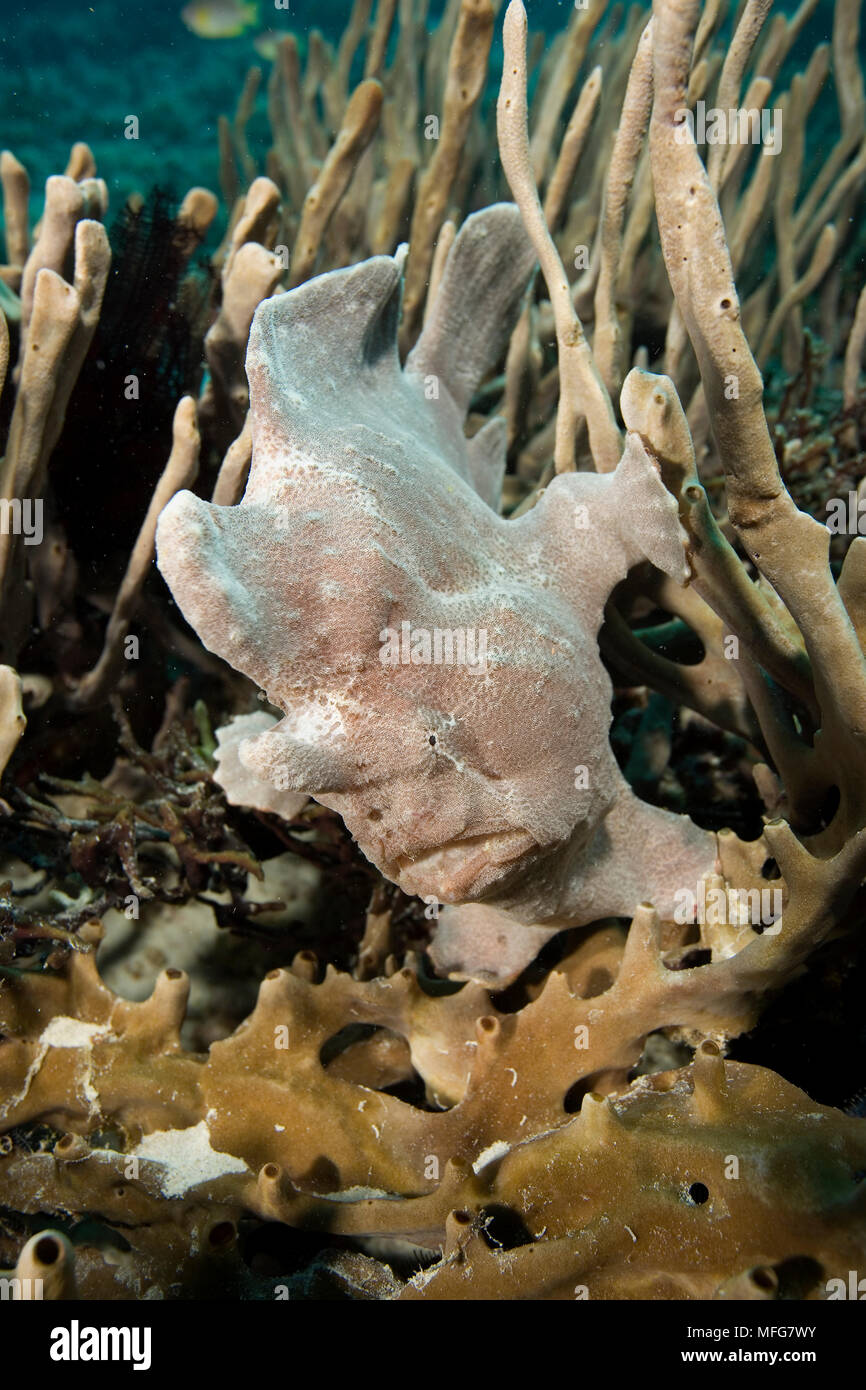 Frogfish Skeleton
