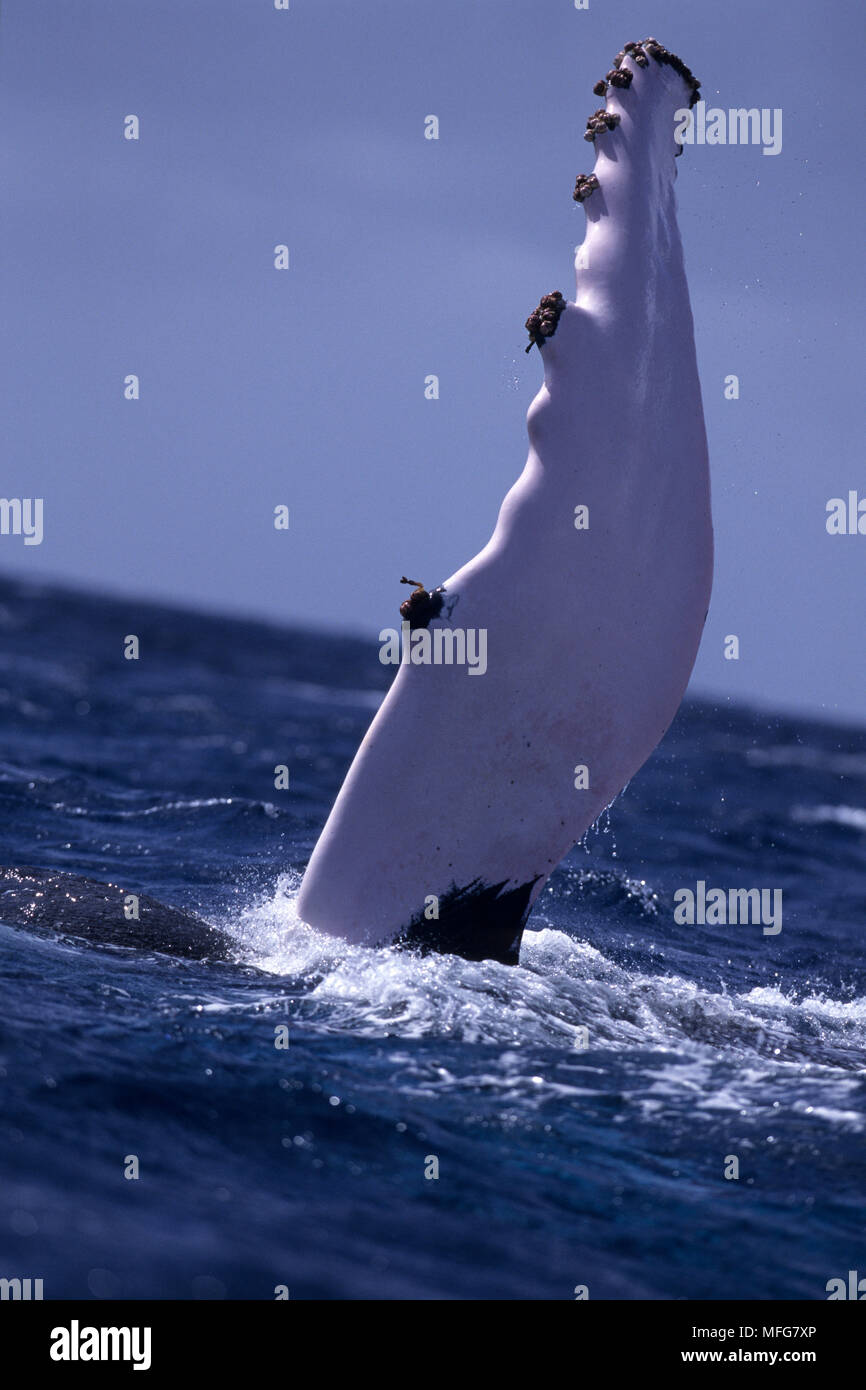 Pectoral slapping, humpback whale, Megaptera novaeangliae, Vulnerable ...