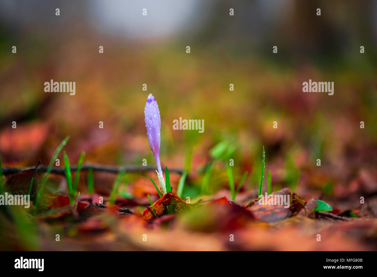 Wild crocus at the springtime in the forest Stock Photo - Alamy