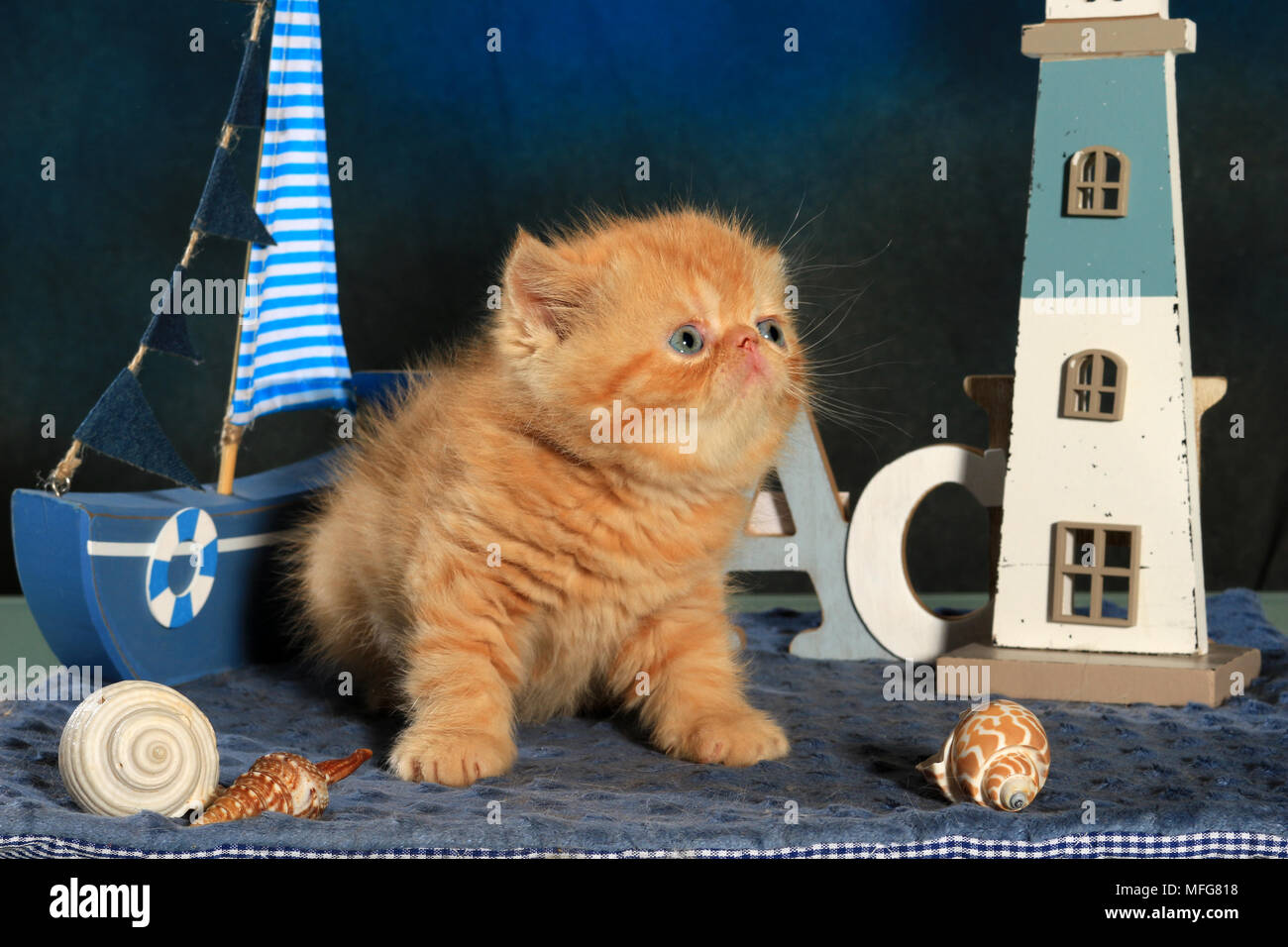 exotic shorthair kitten, 5 weeks old, ginger Stock Photo - Alamy