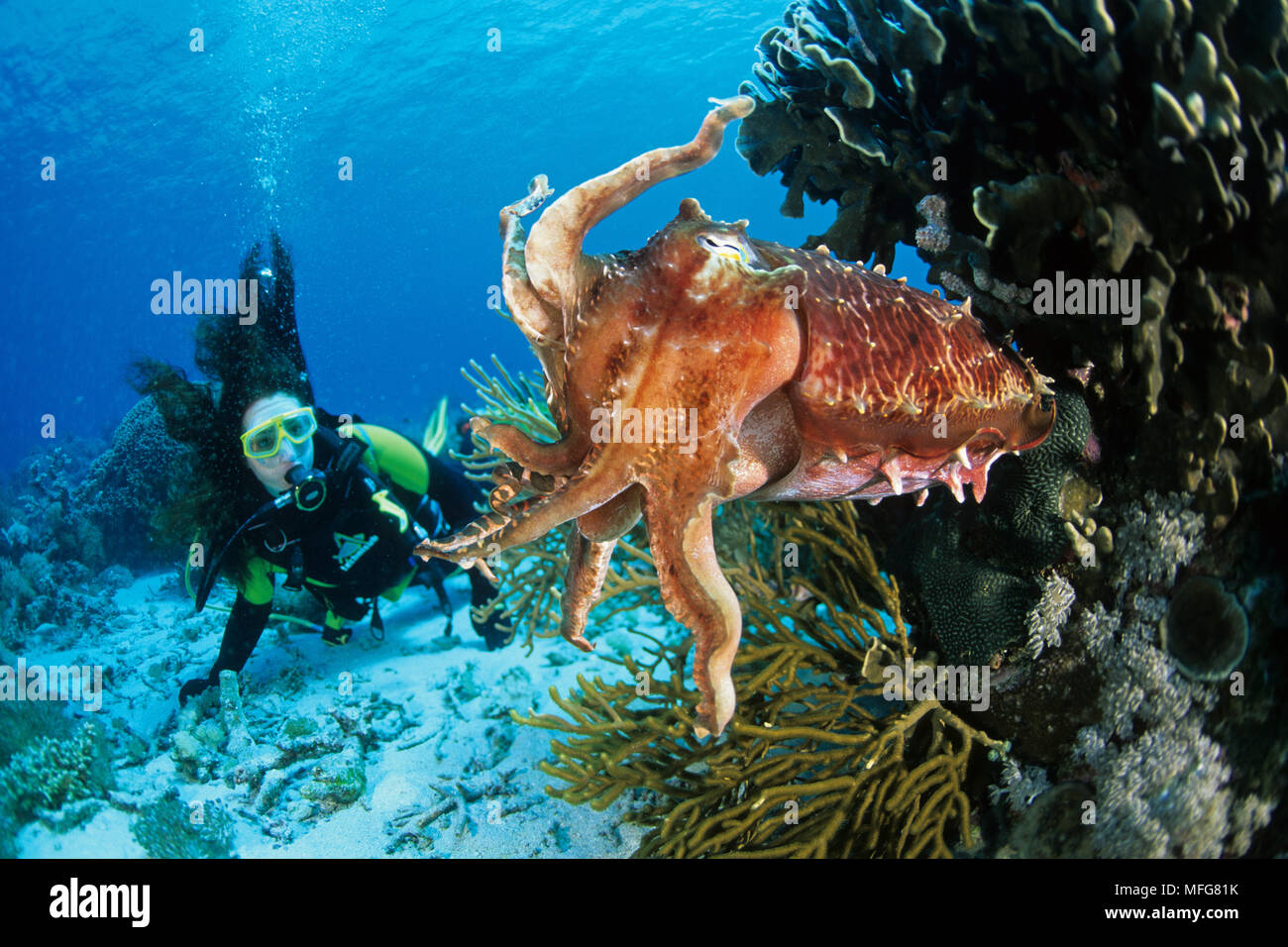 Scuba diver and cuttlefish, Sepia sp. , Komodo archipelago islands ...