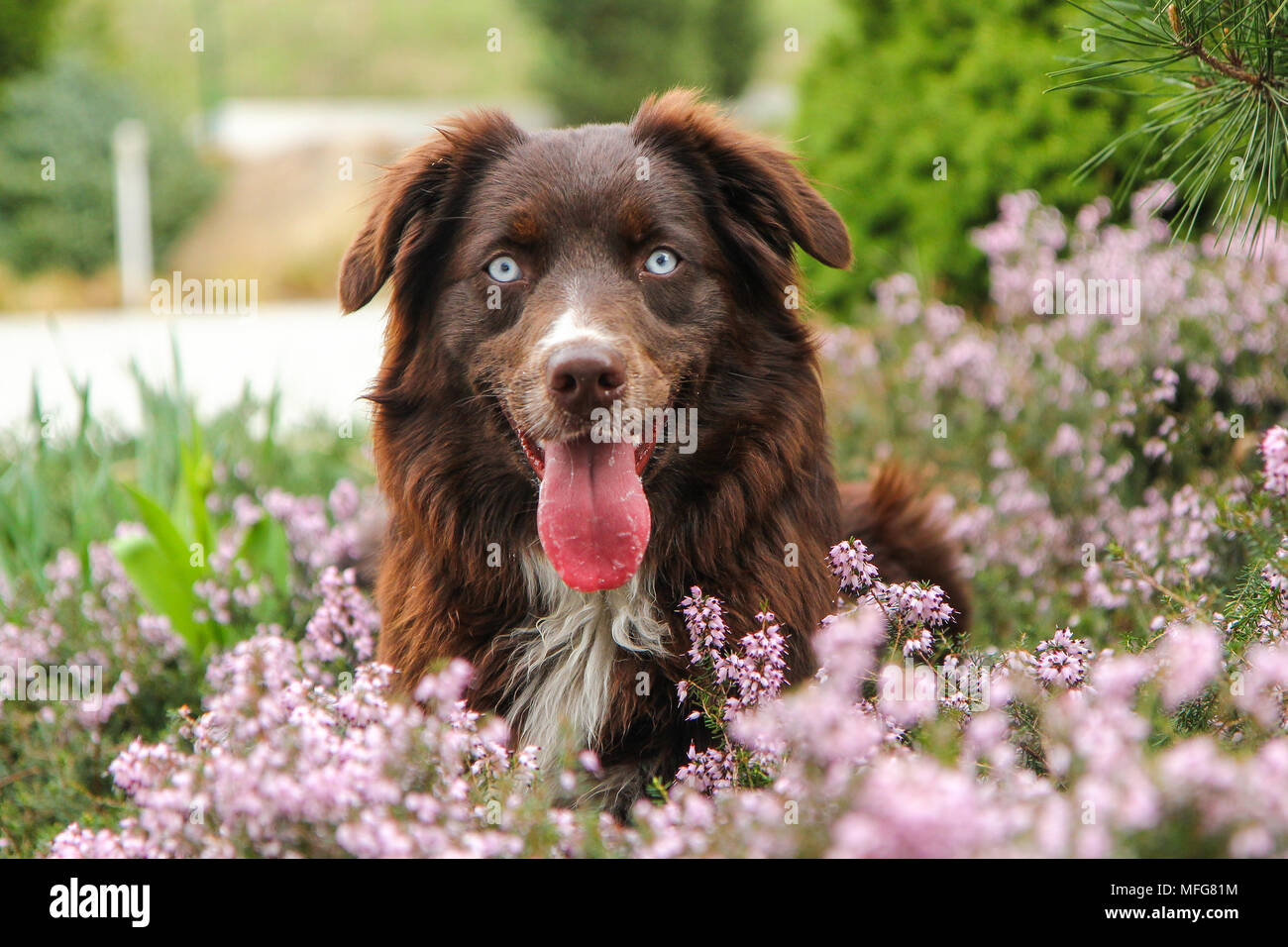 A young adult Australian shepherd is lying in the heather and looking ...