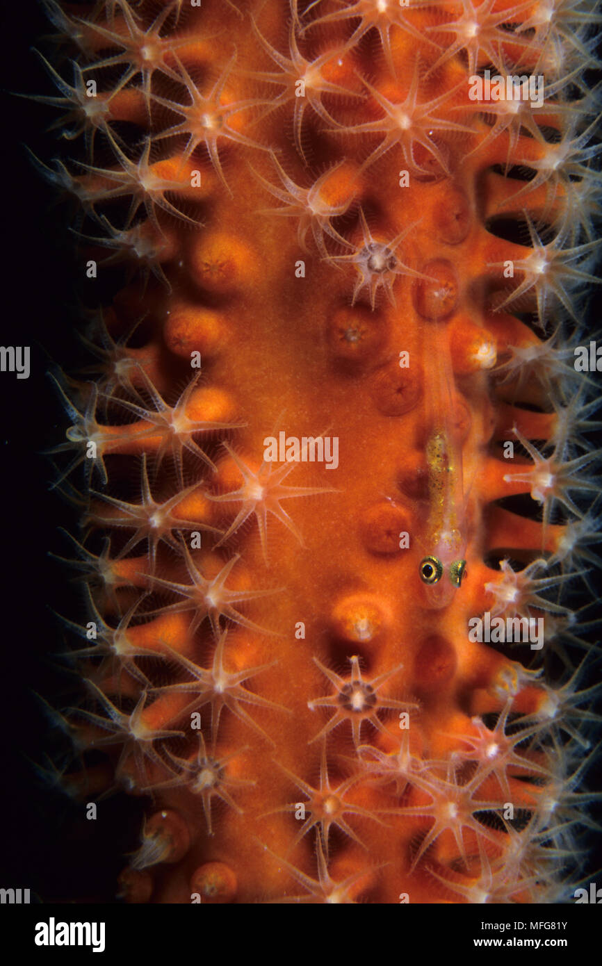 Goby, Bryaninops loki, on seawhip coral, Komodo archipelago islands ...