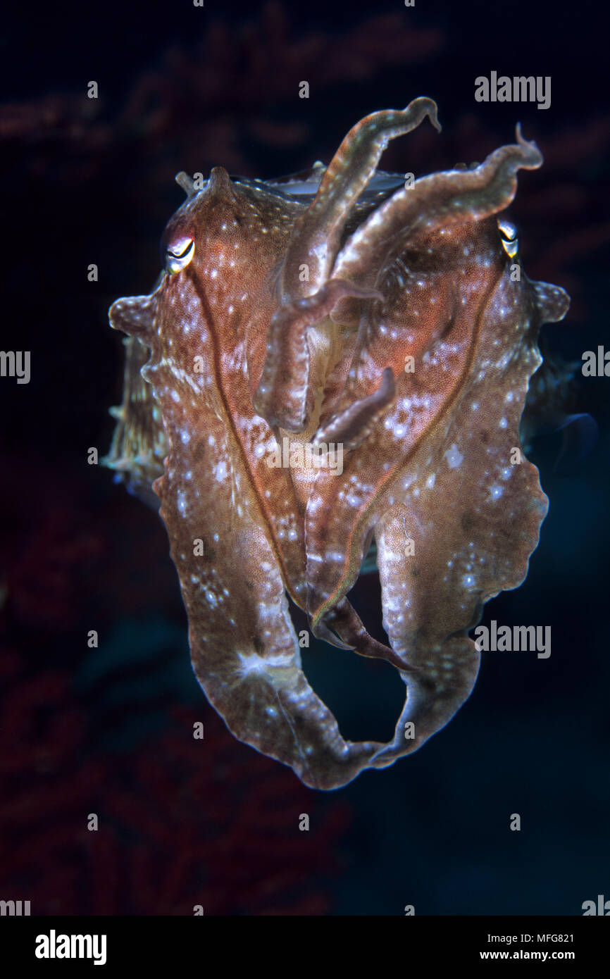 Sepia sp hi-res stock photography and images - Alamy