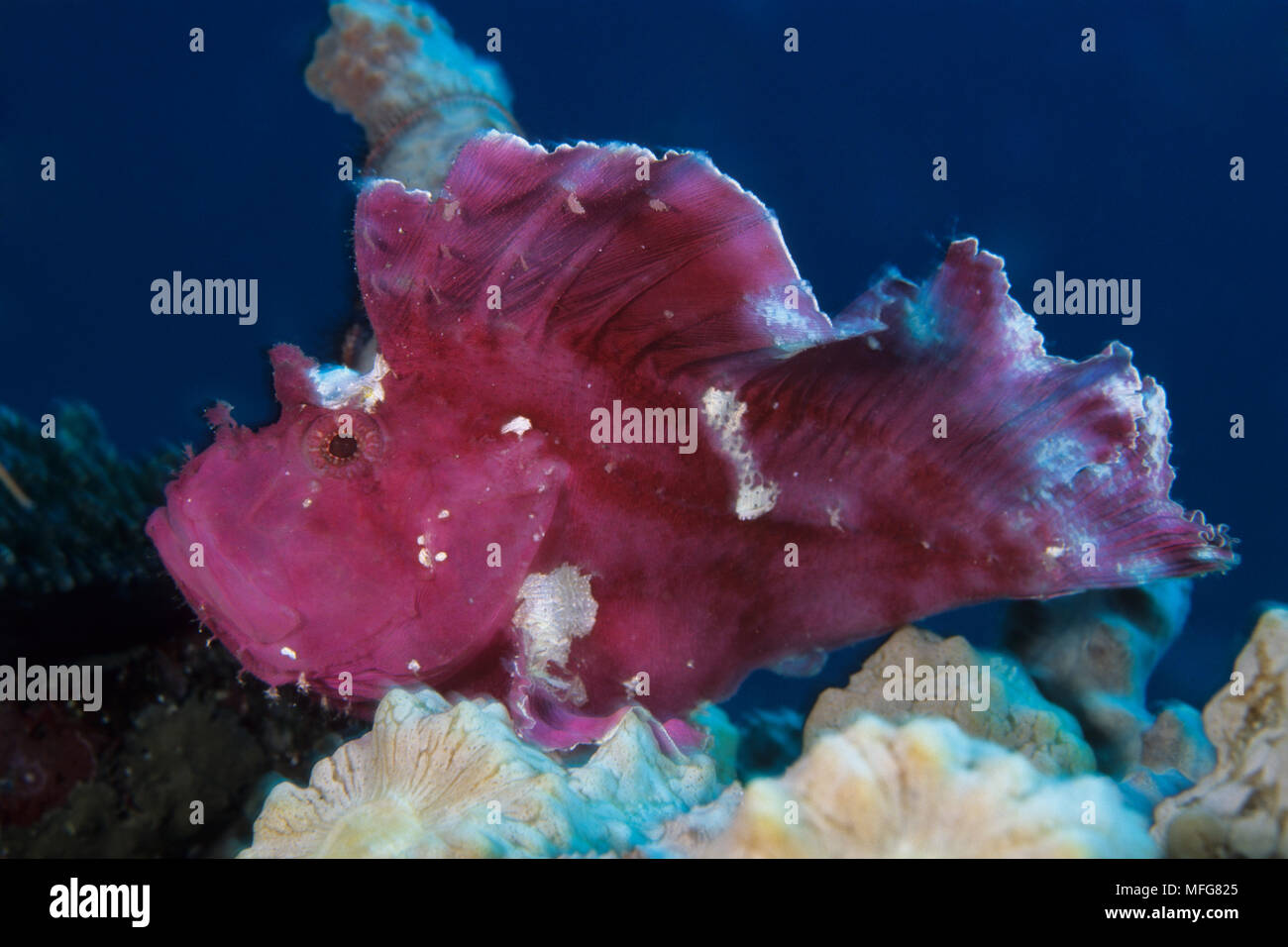 Paper fish, Taenianotus triacanthus, Komodo archipelago islands, Komodo ...