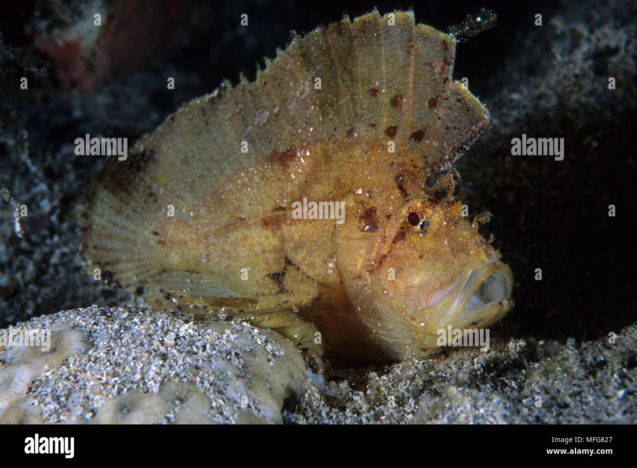 Paper fish, Taenianotus triacanthus, Komodo archipelago islands, Komodo ...