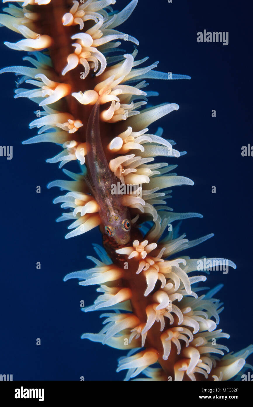 Goby, Bryaninops loki, on a wire coral, Komodo archipelago islands ...