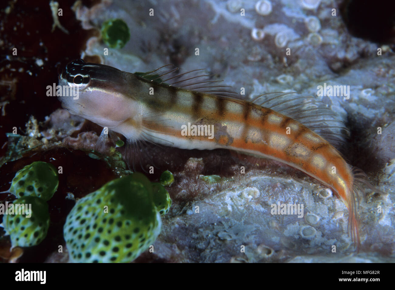 Bath's combtooth blenny, Ecsenius bathi, Komodo archipelago islands ...