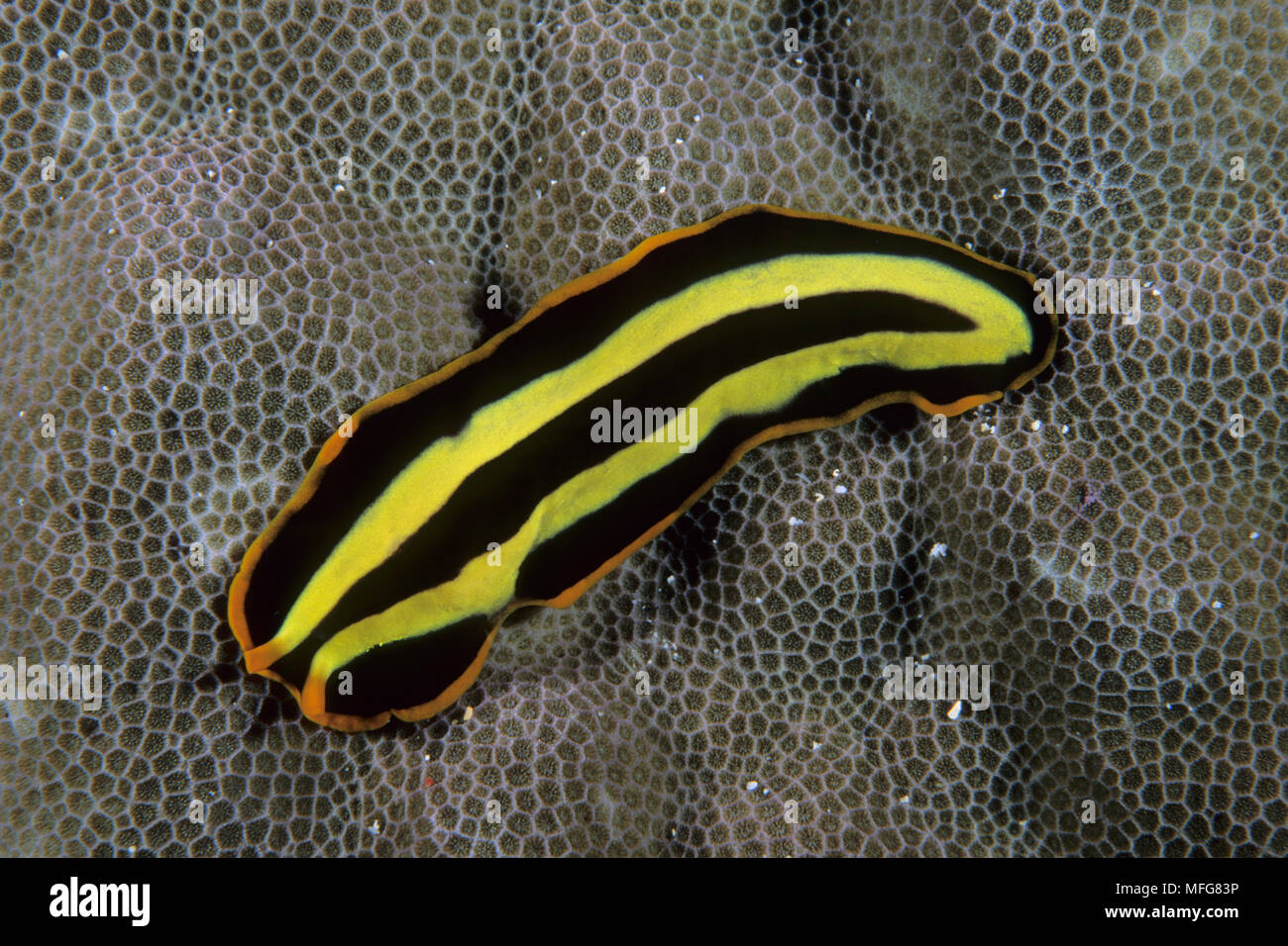 Sea flatworms hi-res stock photography and images - Alamy