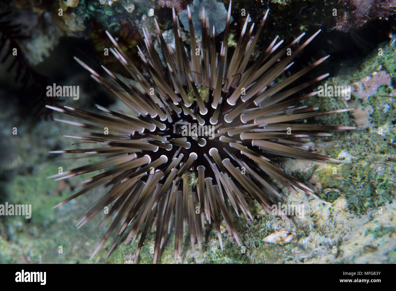 Sea urchin, Echinometra mathaei, Komodo archipelago islands, Komodo ...