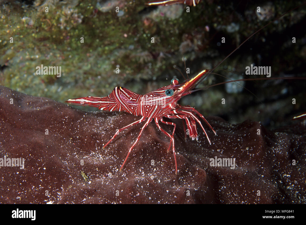 Durban hinge-beak shrimp, Rhynchocinetes durbanensis, Komodo ...