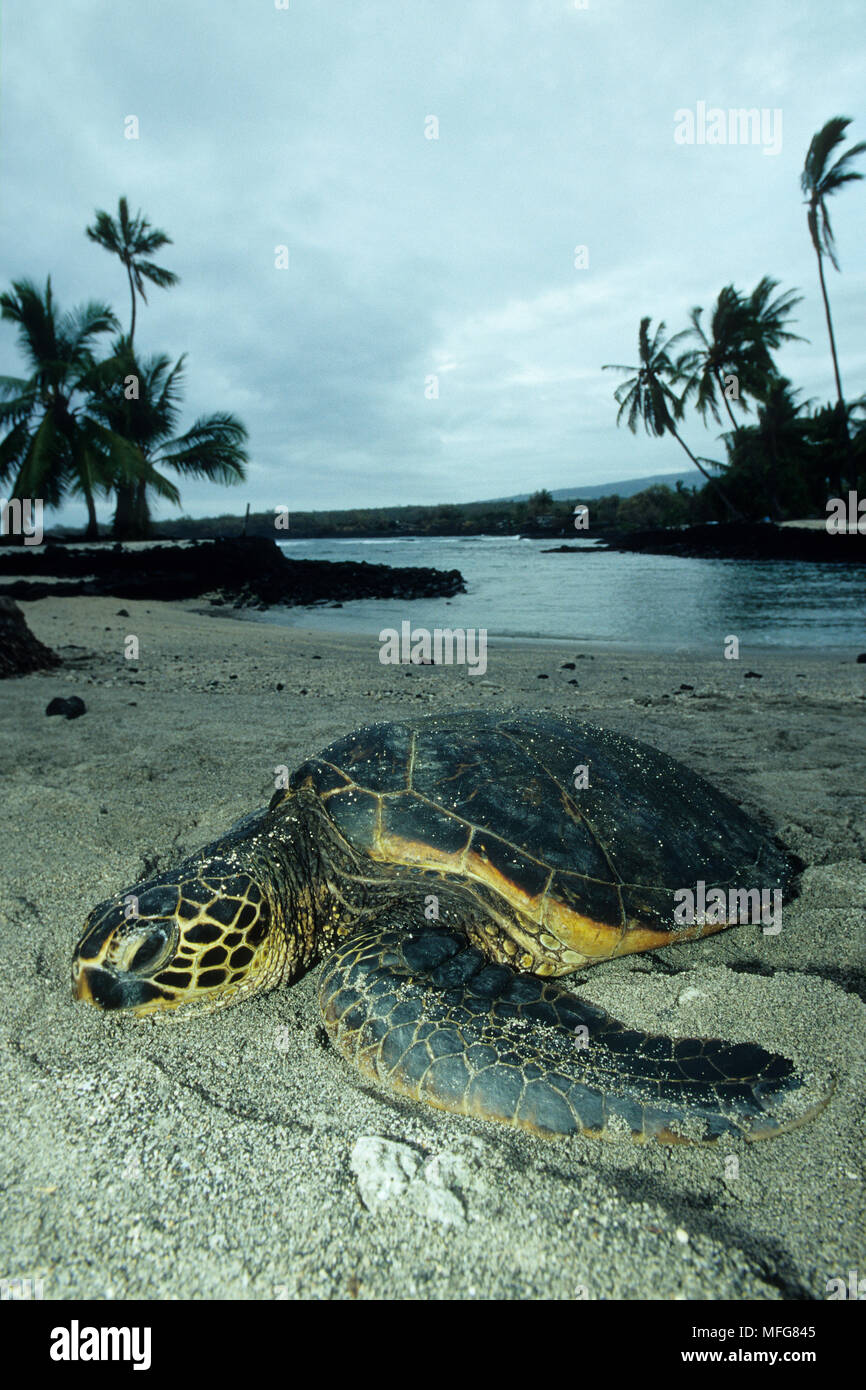 Kona hawaii sea turtles hi-res stock photography and images - Alamy