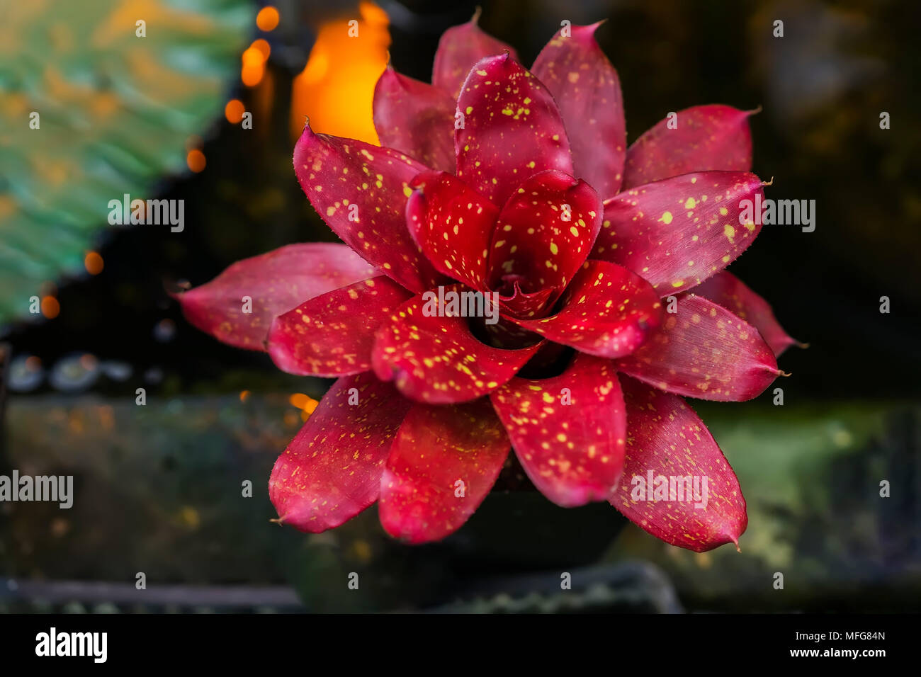 Red agave hi-res stock photography and images - Alamy