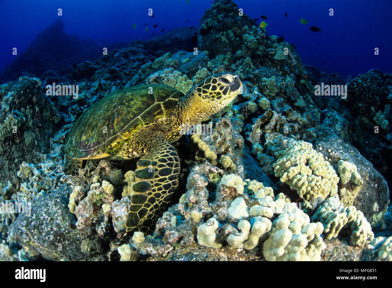 Green sea turtle, Chelonia mydas, endangered (IUCN), Kona, Big Island ...