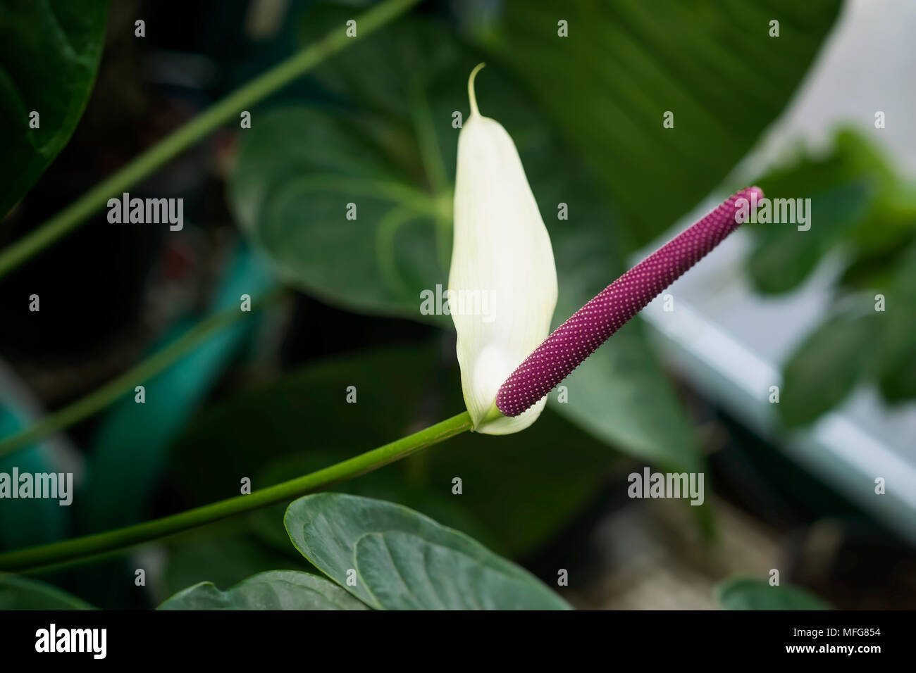 Flower spathiphyllum, decorative cob on long peduncle. Natural pattern ...