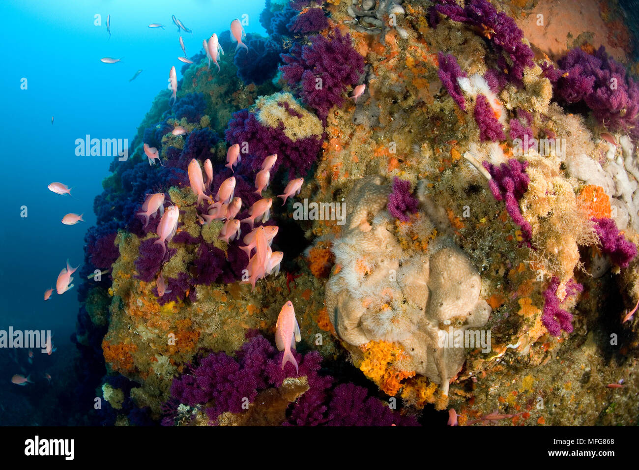 Red sea basslet hi-res stock photography and images - Alamy