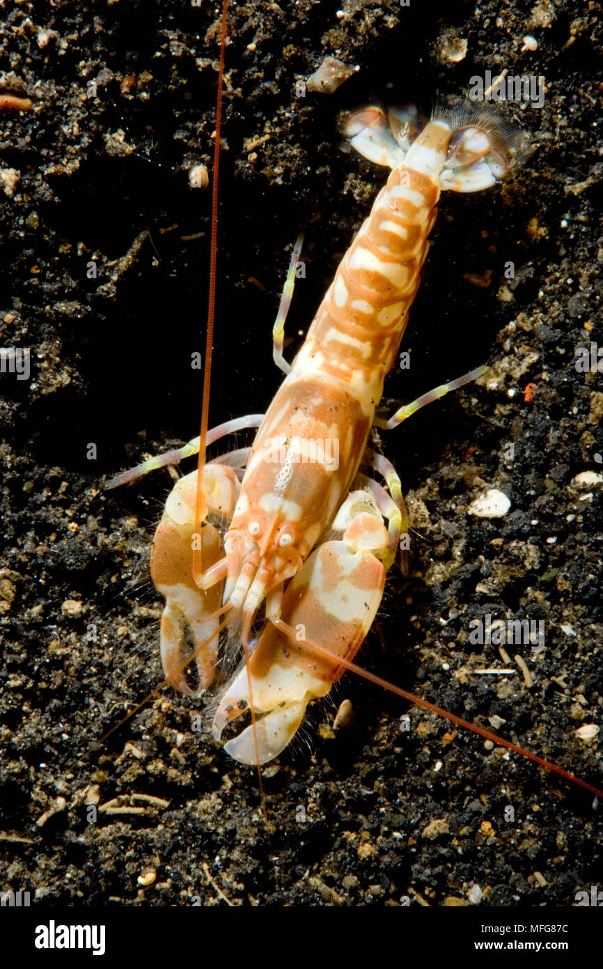Snapping Shrimps High Resolution Stock Photography and Images - Alamy