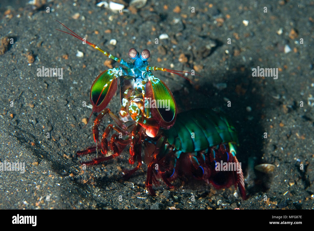 Underwater burrows hi-res stock photography and images - Alamy