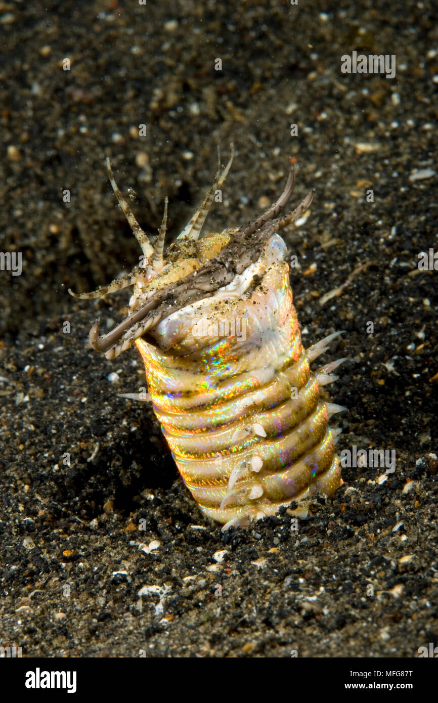 Eunice sp hi-res stock photography and images - Alamy