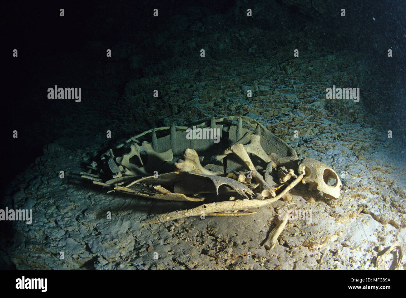 Turtle skeleton hi-res stock photography and images - Alamy