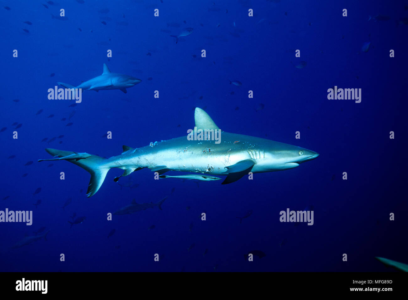 Shark Bites High Resolution Stock Photography and Images - Alamy