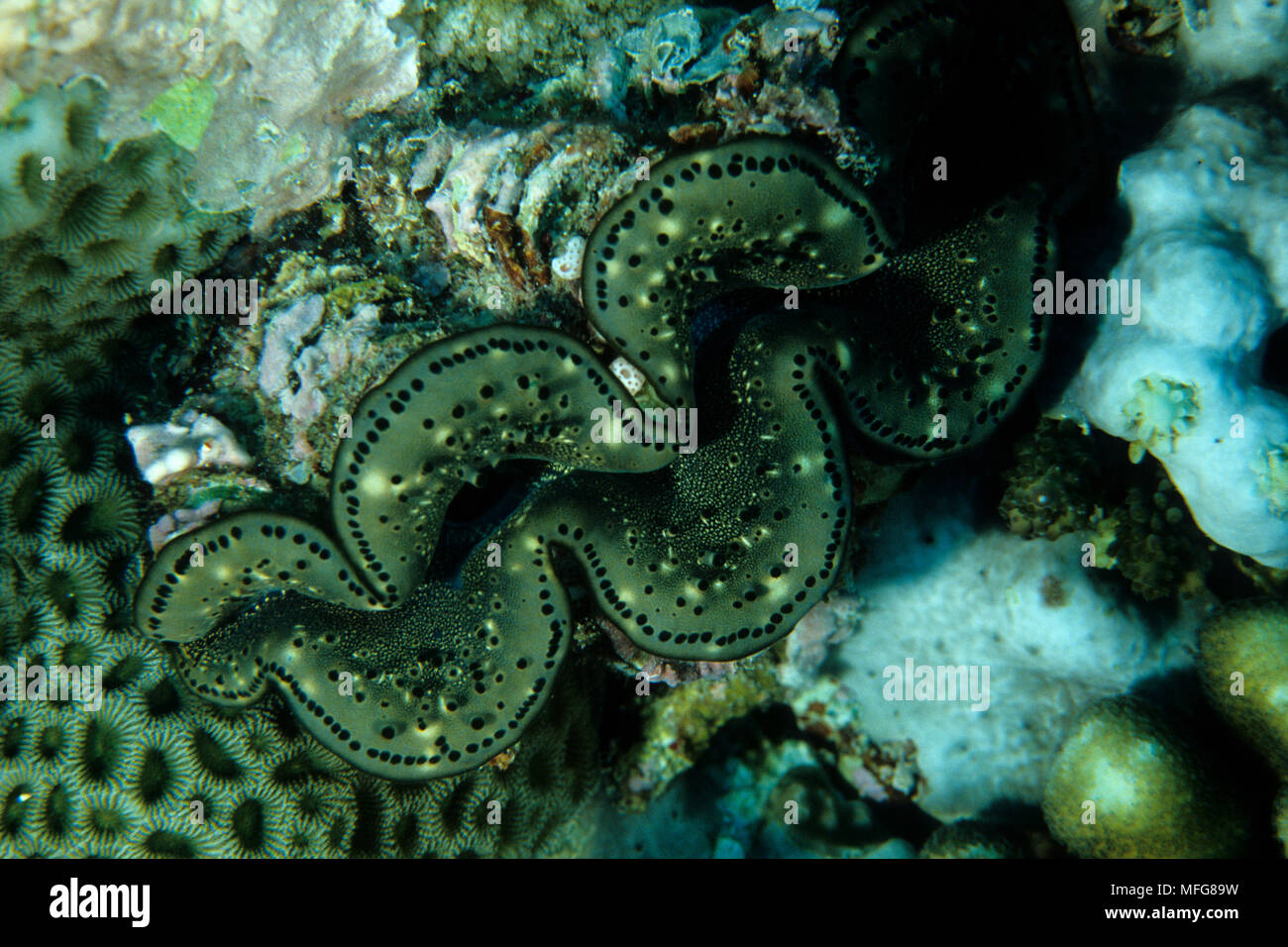 Pal06 hi-res stock photography and images - Alamy