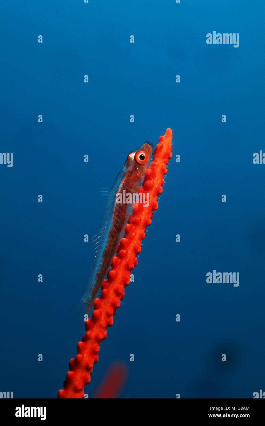 Loki whip goby, Bryaninops loki, on red sea whip, Ellisella sp ...