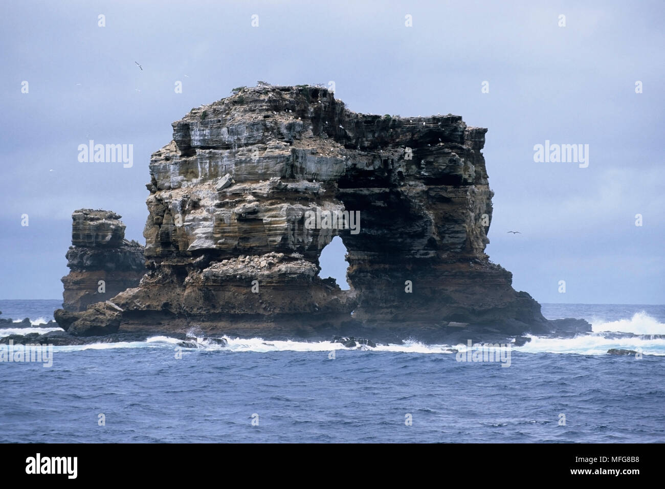 Darwin's Arch, a dramatic 50-foot tall natural lava arch, rises above ...