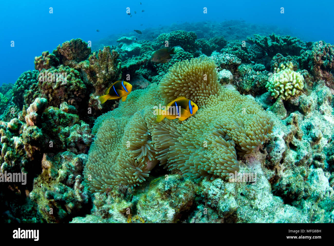 couple of Orangefin Anemonefish, Amphiprion chrisopterusin sea anemone ...
