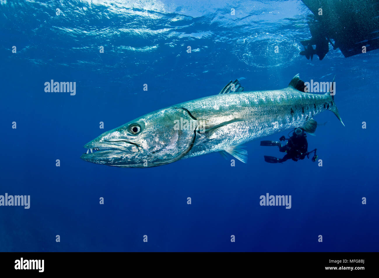 scuba diver, photographer and Great Barracuda, Spyraena barracuda, dive ...