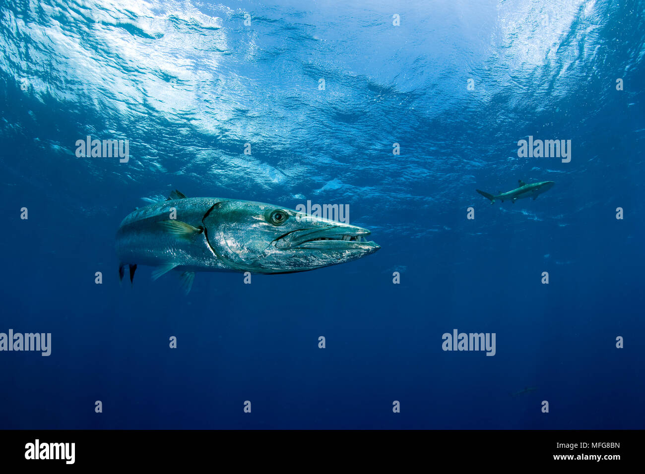 Great Barracuda, Spyraena barracuda, grey reef shark on background ...