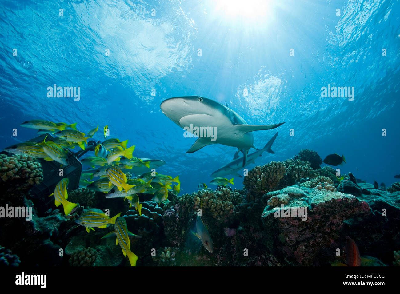 grey reef shark, Carcharhinus amblyrhynchos, Manihi Atoll, Tuamotu ...