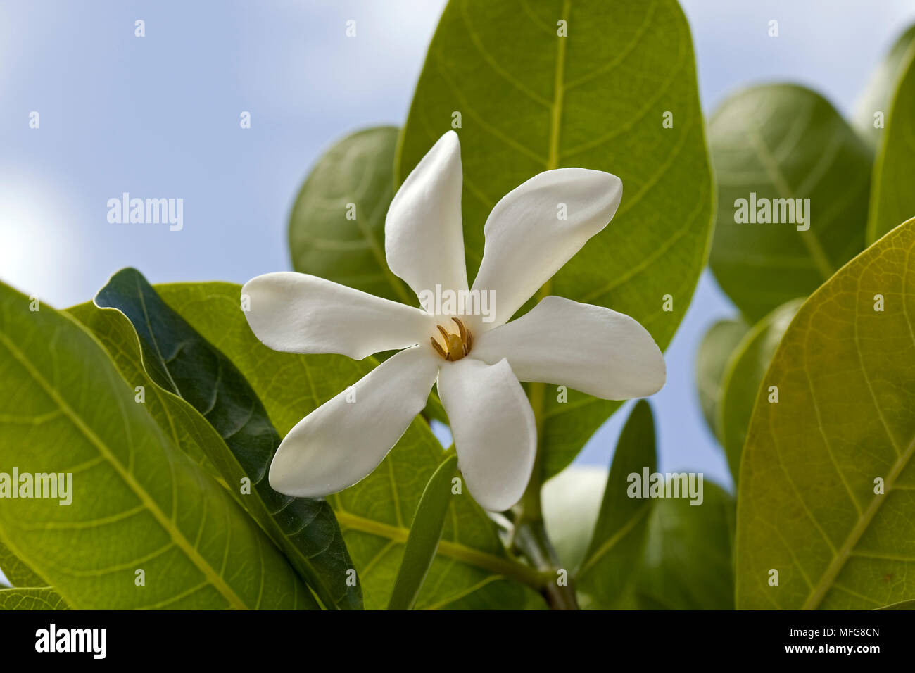 Tiare flower hi-res stock photography and images - Alamy