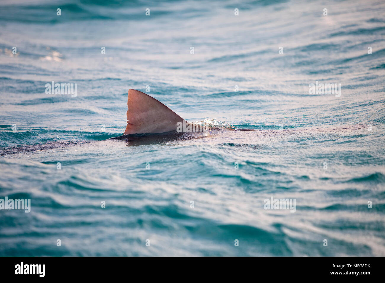 Dorsal fin of tiger shark, Galeocerdo cuvier swimming at the surface ...