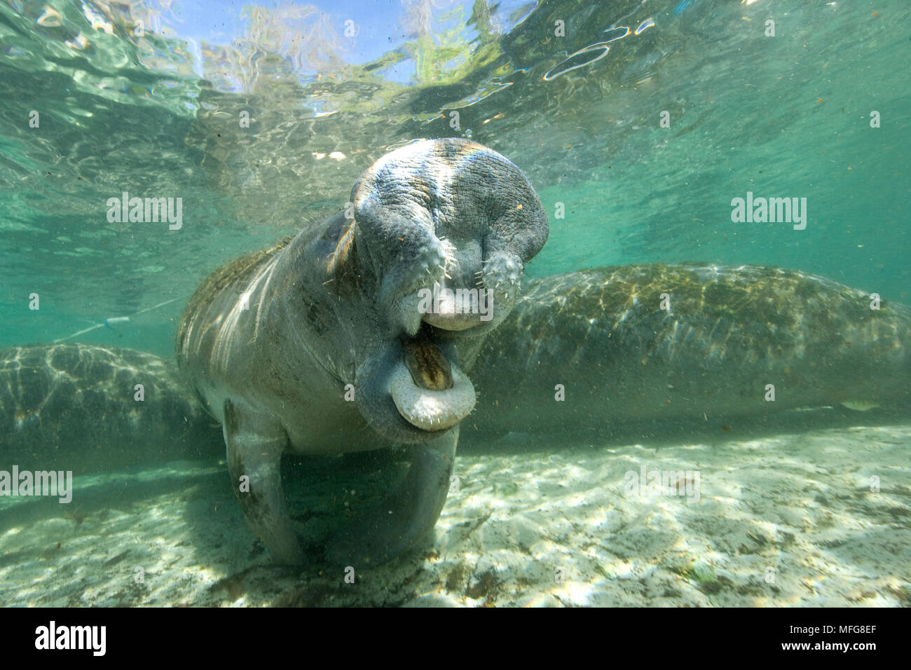 Florida manatee mouth hi-res stock photography and images - Alamy