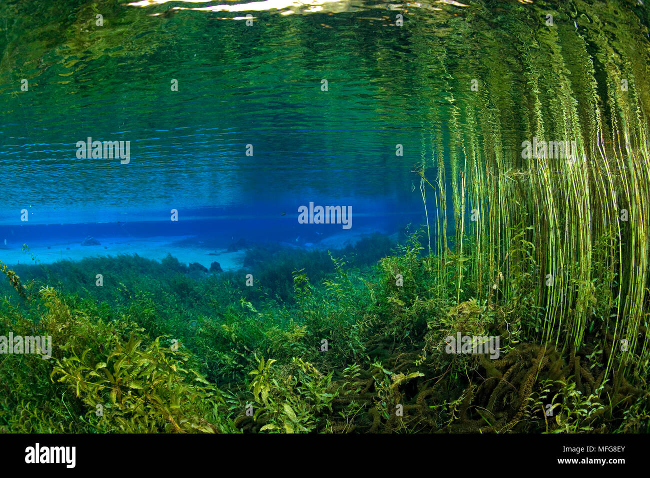 Aquatic plants in the main spring, Rainbow River, Florida, Unites ...