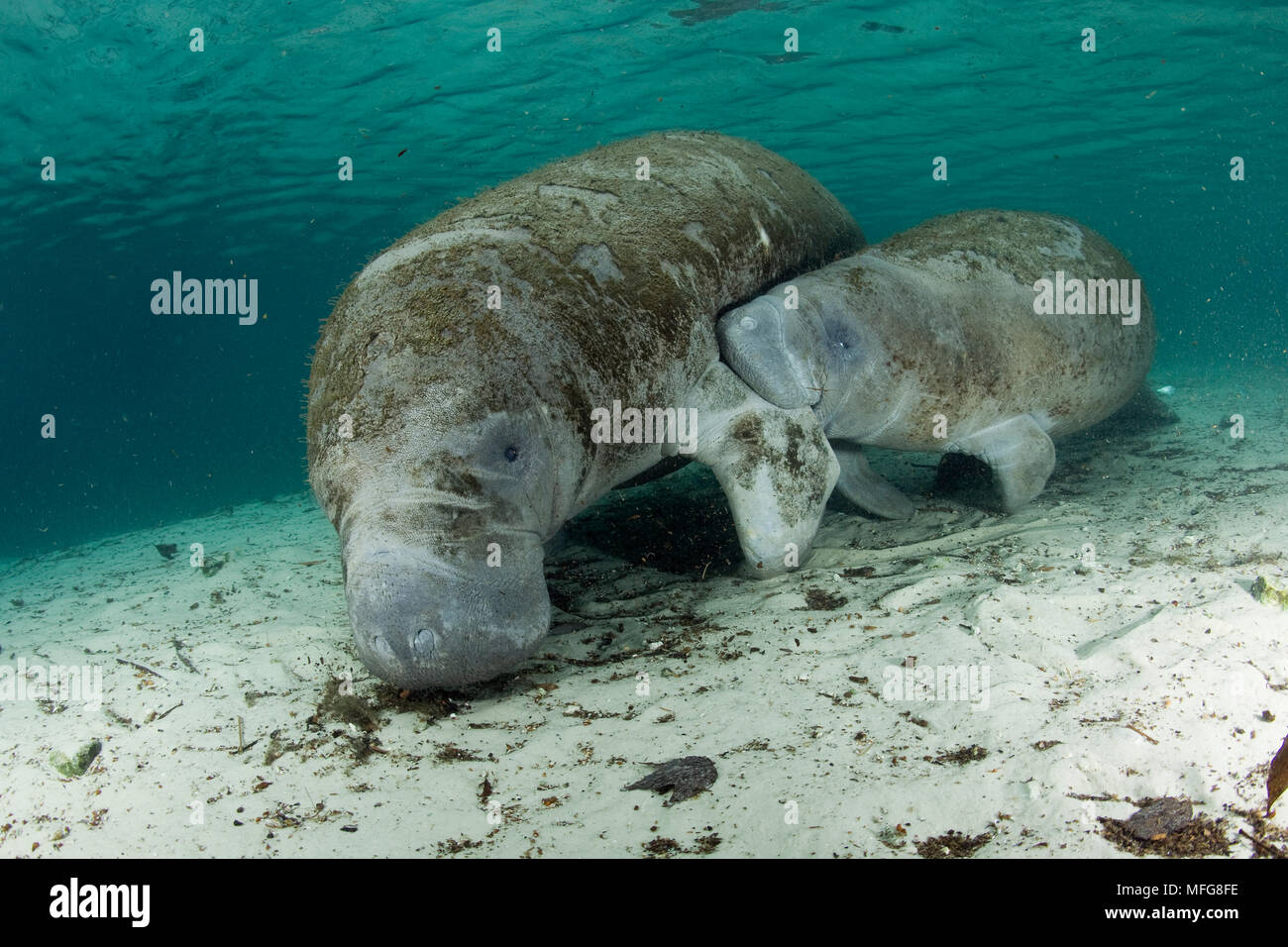 Calf Manatee sucking milk from mother, Florida manatee, Trichechus ...
