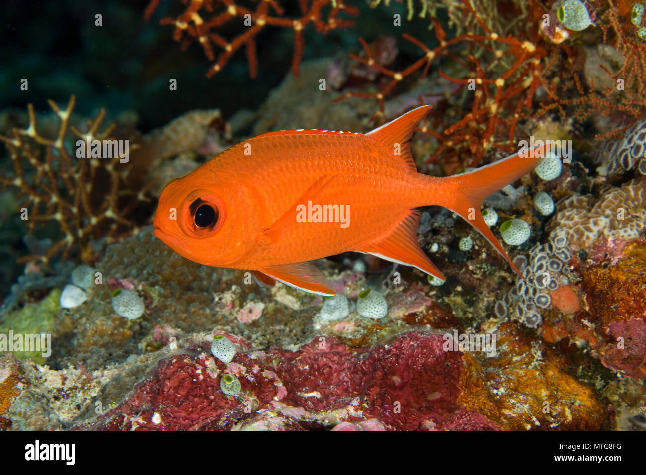Immaculate soldierfish, Myripristis vittata, Maldives, Indian Ocean ...