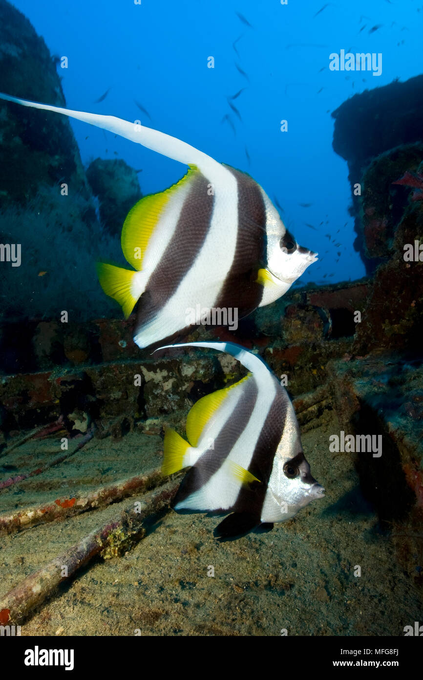 Couple of Longfin bannerfish, Heniochus acuminatus on Kuda Giri wreck ...
