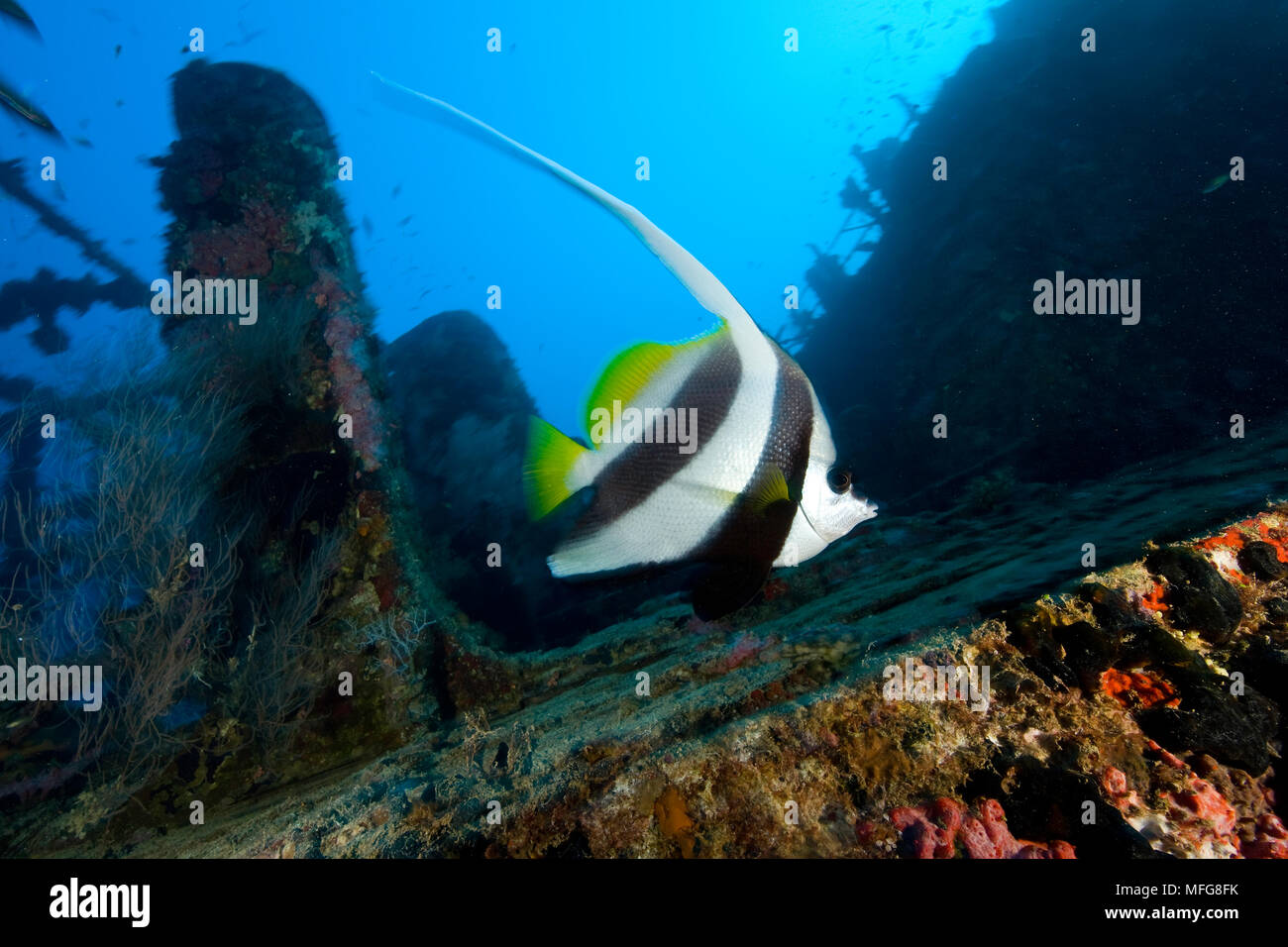 Longfin bannerfish, Heniochus acuminatus on Kuda Giri wreck, Maldives ...