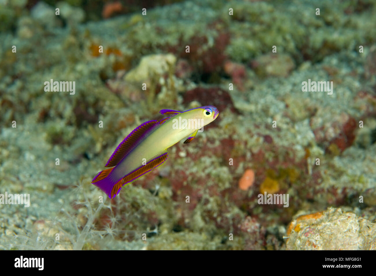 Purple fire-goby, Nemateleotris decora, Maldives, Indian Ocean Stock ...
