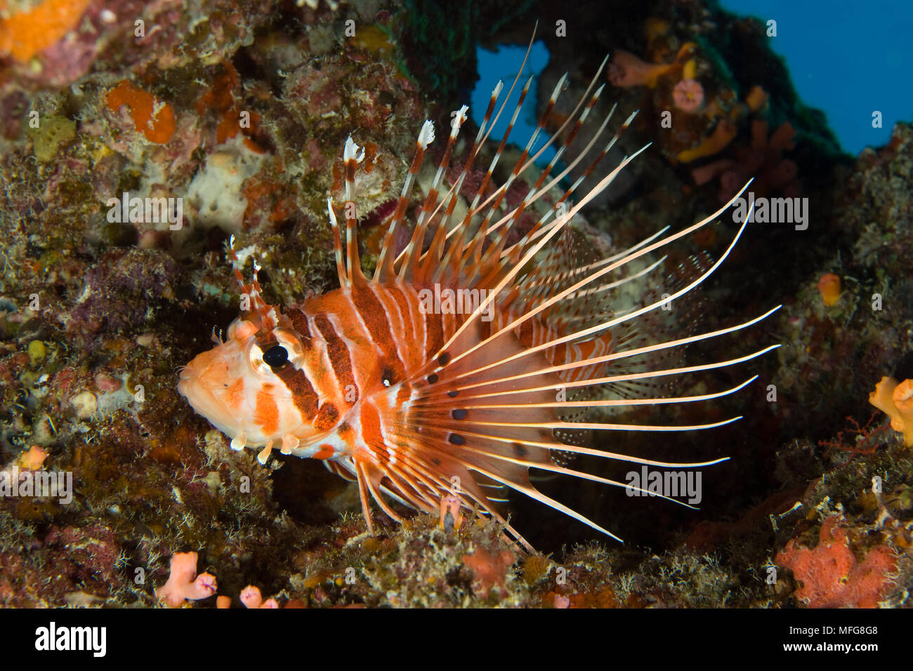 Spotfish lionfish, Pterois antennata, Maldives, Indian Ocean Stock ...