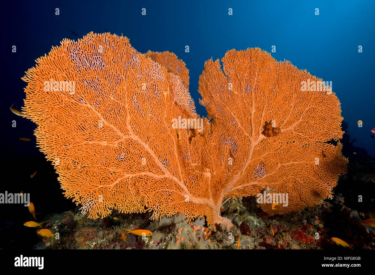 Gorgonian fan, Subergorgia mollis, Maldives, Indian Ocean Stock Photo ...