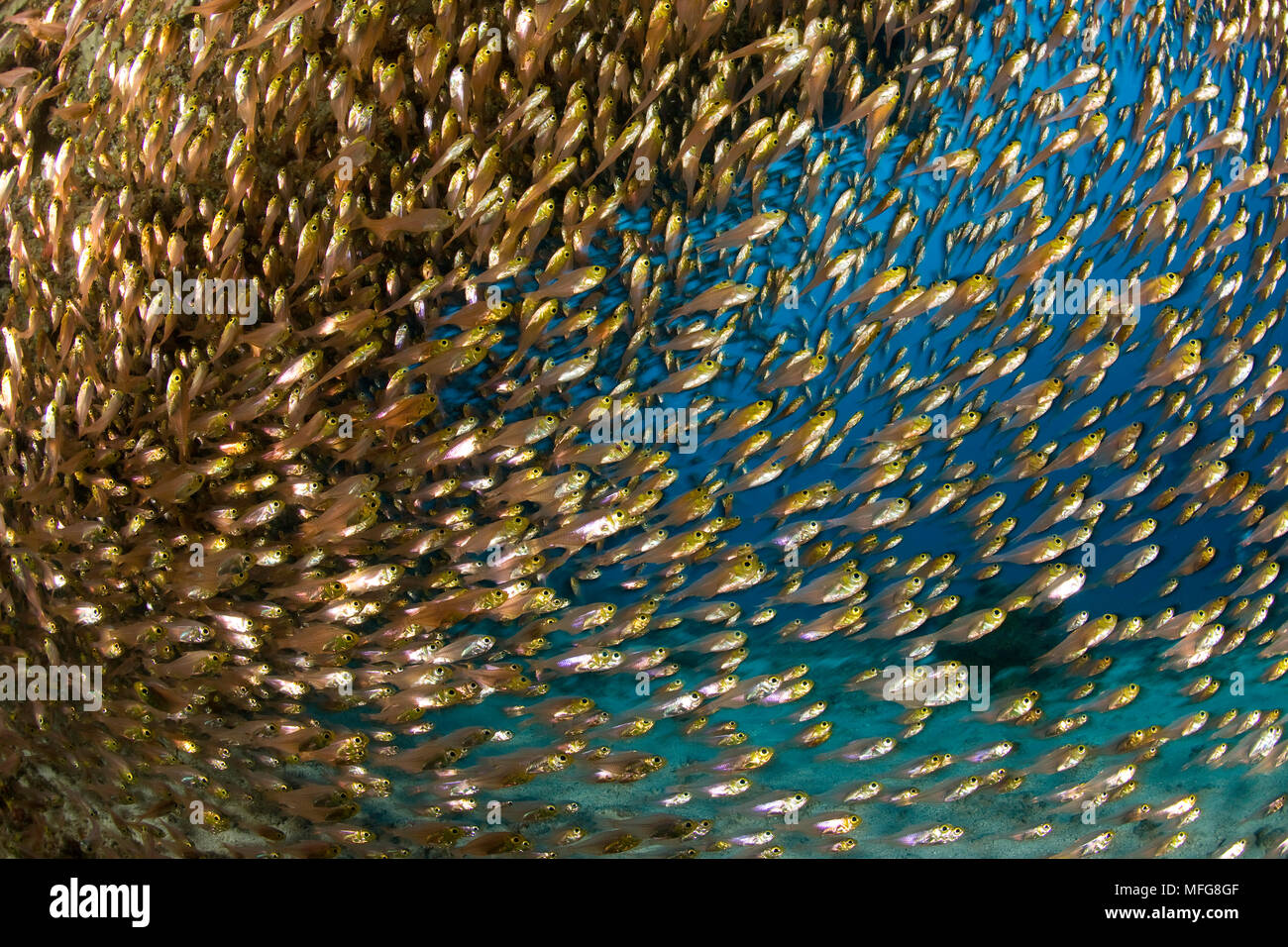 Shoaling glassfish, Parapriacanthus sp. , Maldives, Indian Ocean Stock ...