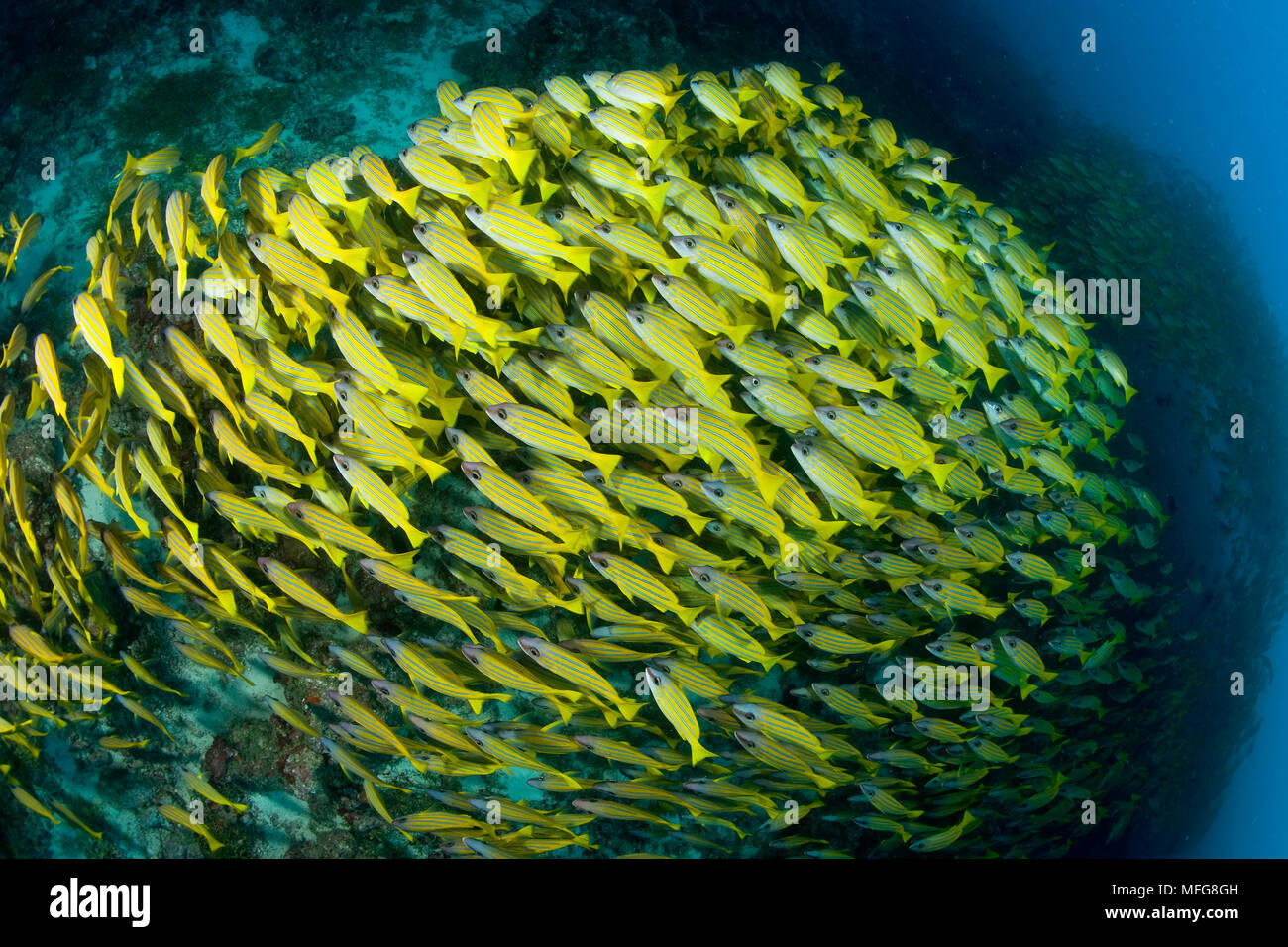 Shoal of Five-line snapper, Lutjanus quinquellineatus, Maldives, Indian ...