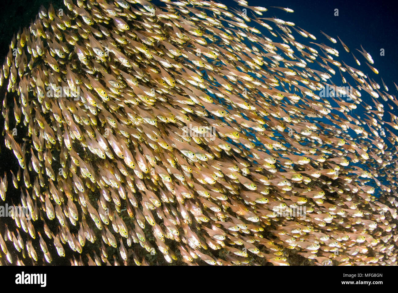 Indian glassfish hi-res stock photography and images - Alamy