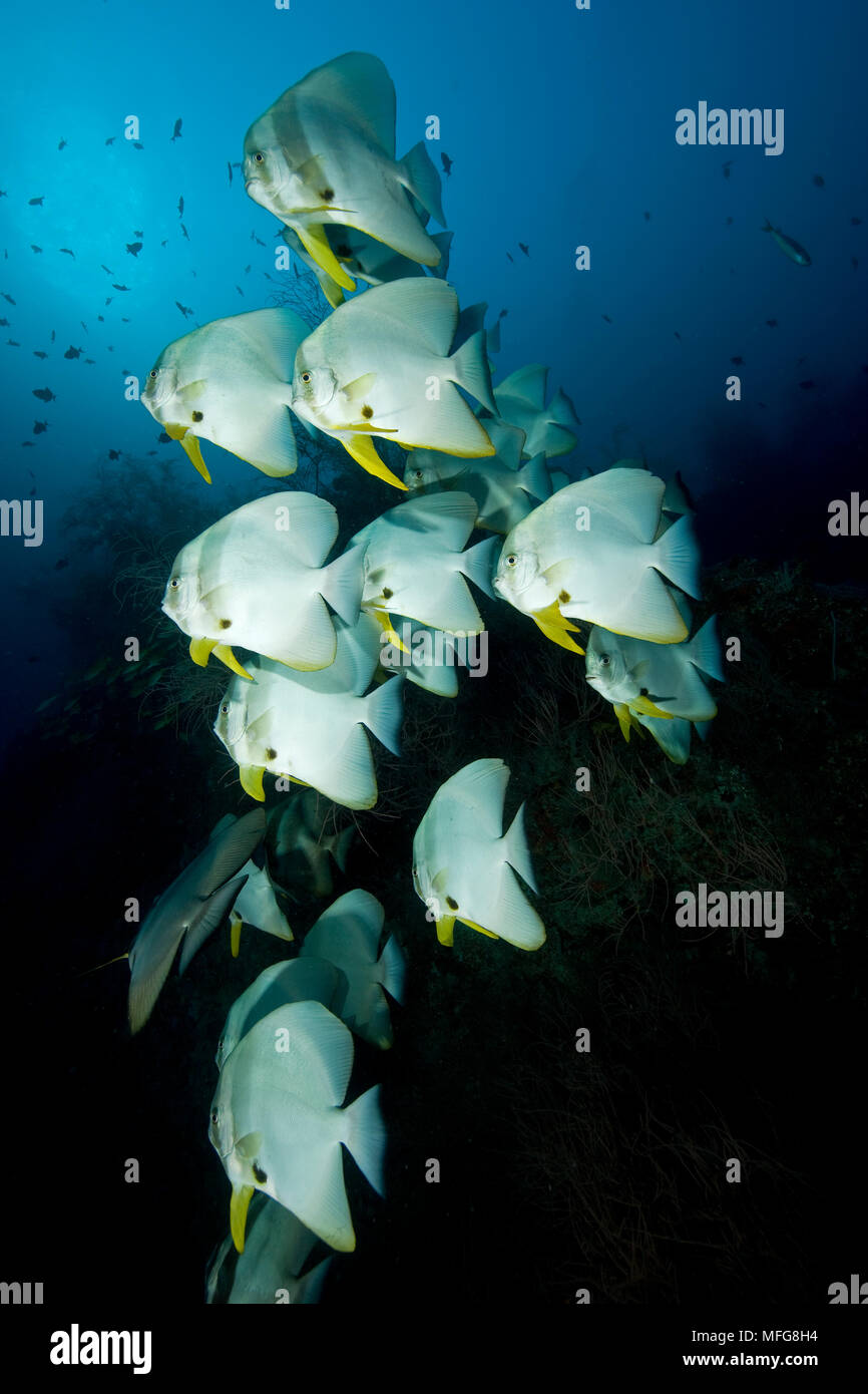 Shoaling Tall-fin batfish, Platax teira, Maldives, Indian Ocean Stock ...