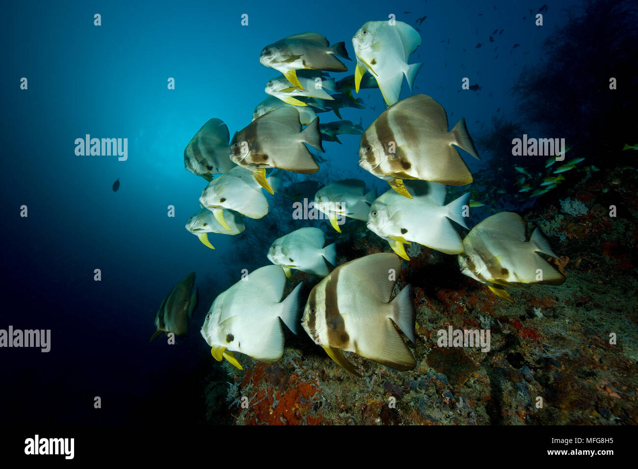 Shoaling Tall-fin batfish, Platax teira, Maldives, Indian Ocean Stock ...