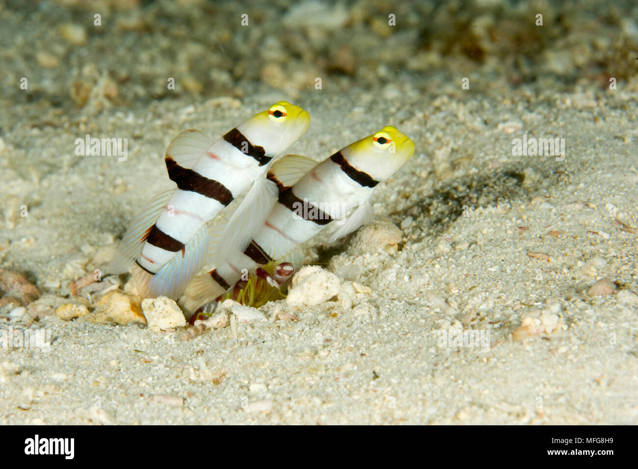 Couple of Yellownose shrimpgoby, Stonogobiops xanthorhinica, with ...